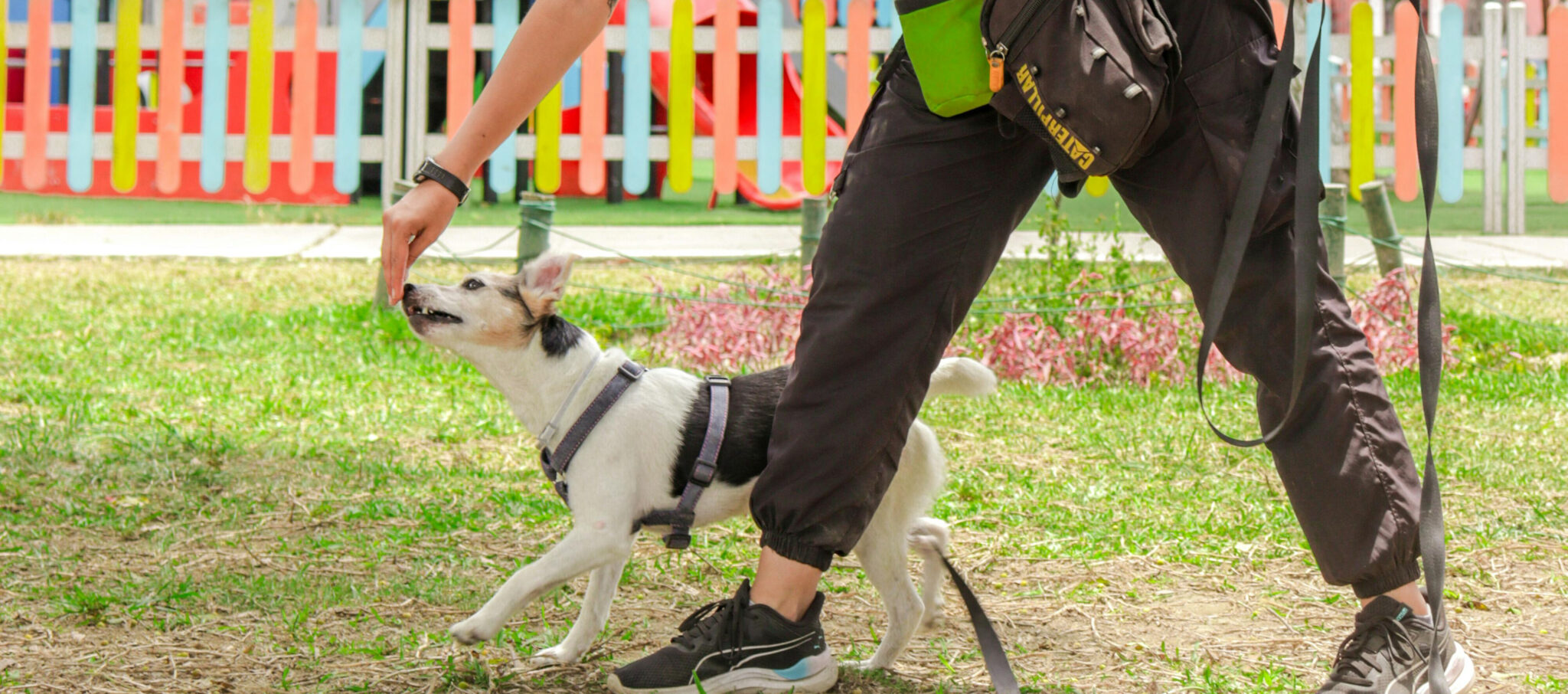 Certified Dog Trainer Exam (CDT) - International Association of Canine ...